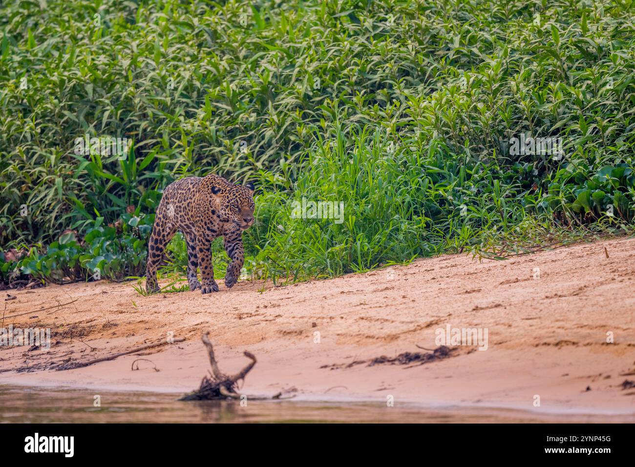 A Jaguar (Panthera onca) is walking along a beach at one of the ...