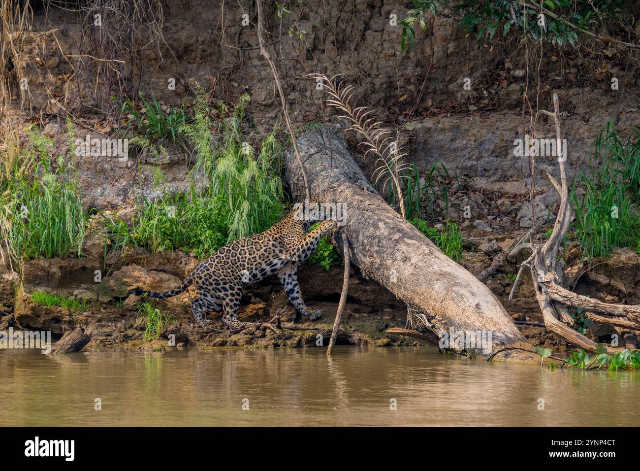 A Jaguar (Panthera onca) on a fallen tree along the riverbank of one of ...