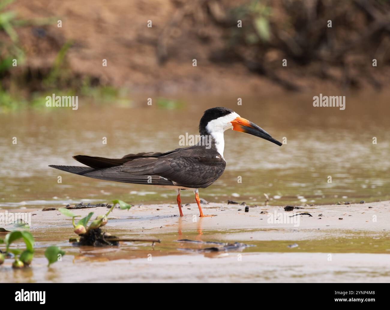 Black Skimmer, Rynchops niger, on the ground, wildlife of the Pantanal ...