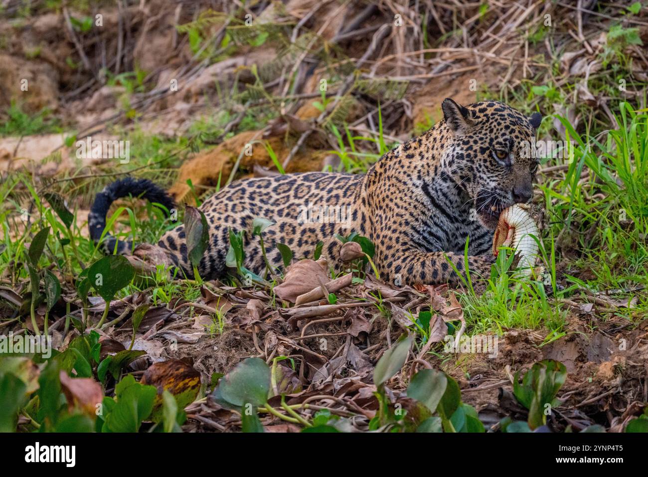 Jaguar eating hi-res stock photography and images - Alamy