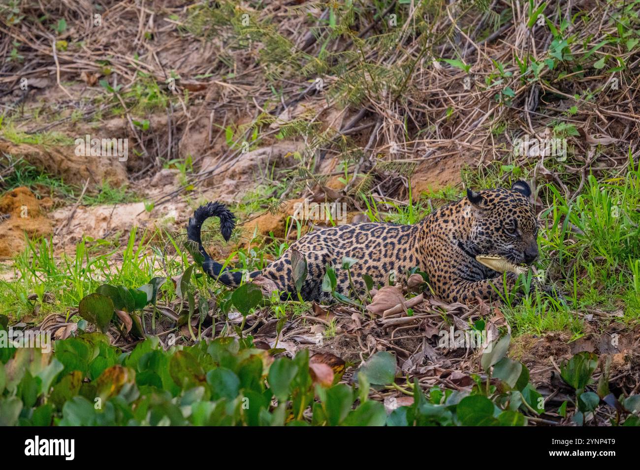 Jaguar eating hi-res stock photography and images - Alamy