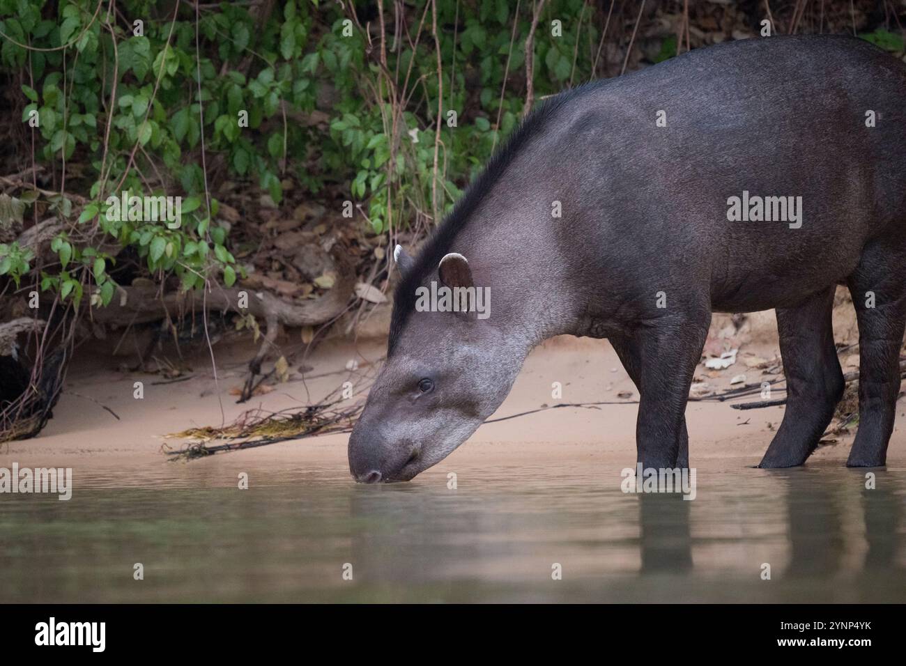 A tapir is drinking water from one of the tributaries of the Cuiaba ...