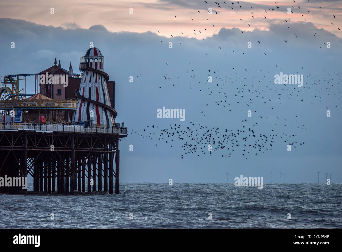 Brighton, November 26th 2024: Starling murmuration at the Palace Pier on Brighton beach Stock ...