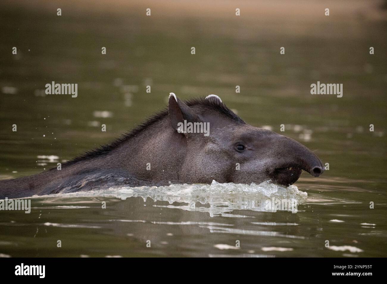 A tapir is escaping a jaguar attack by swimming in the river, a ...