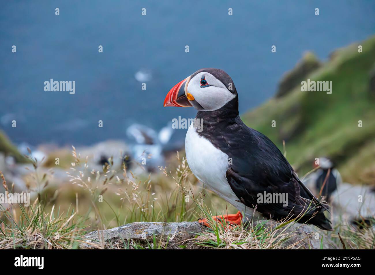 Puffin wildlife hi-res stock photography and images - Alamy