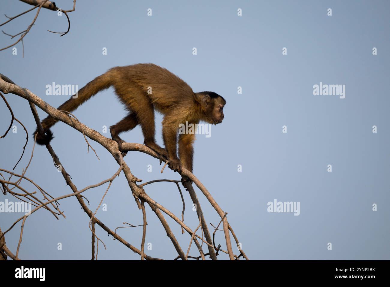 A Brown capuchin (Cebus paella) or tufted capuchin is a New World ...