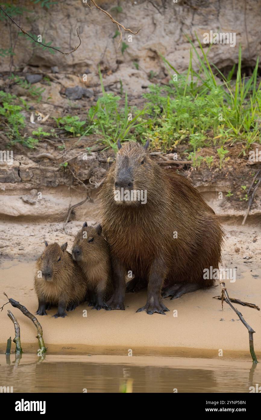 A Capybara mother with two babies (Hydrochoerus hydrochaeris) (webbed feet visible), the largest ...
