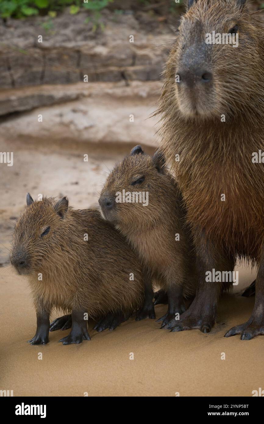 A Capybara mother with two babies (Hydrochoerus hydrochaeris) (webbed ...