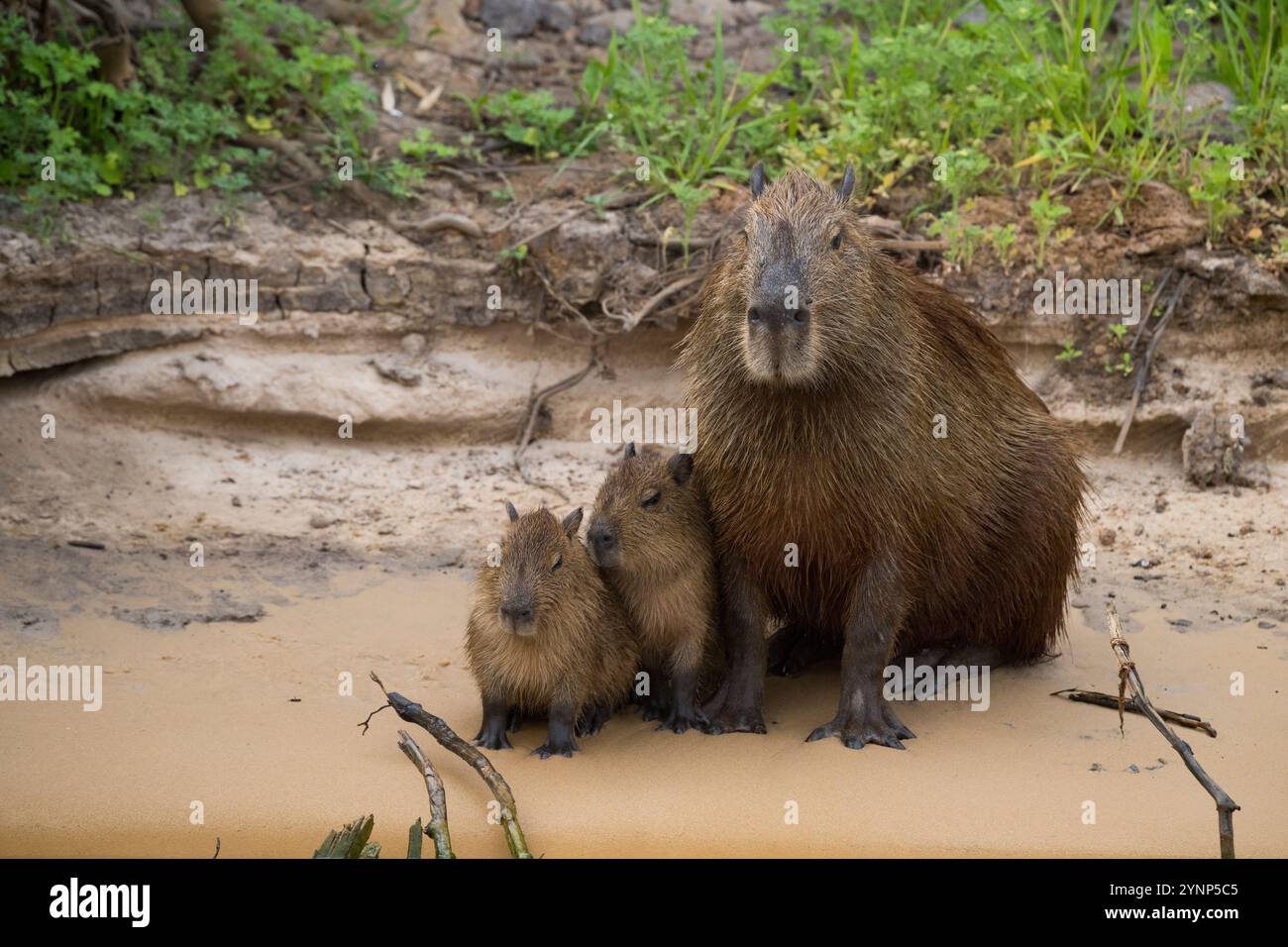 A Capybara mother with two babies (Hydrochoerus hydrochaeris) (webbed ...