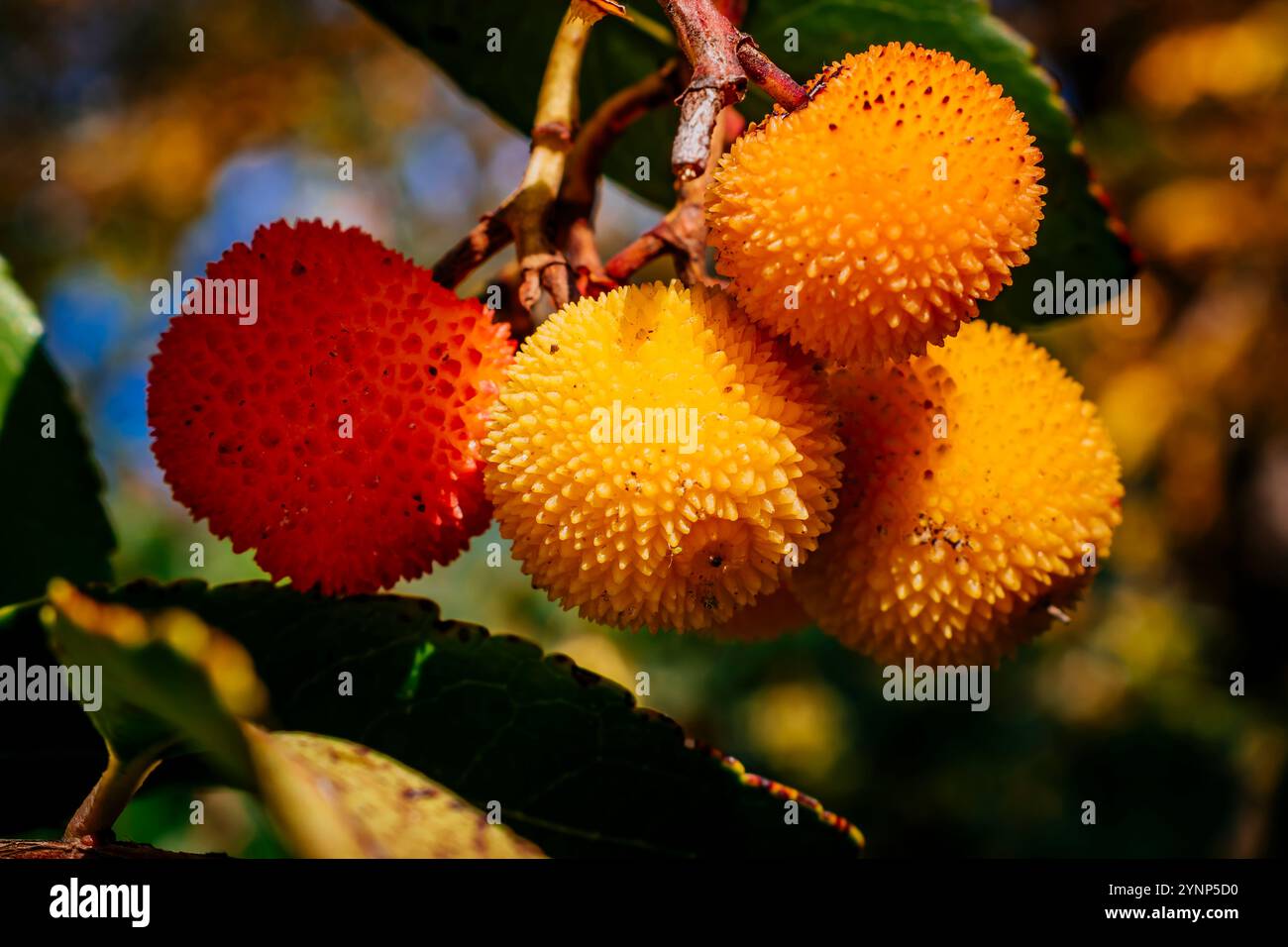 Arbutus unedo, commonly known as strawberry tree, and its fruits, the ...