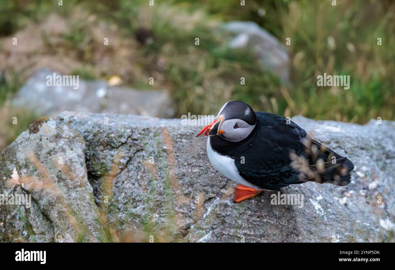 Puffin wildlife hi-res stock photography and images - Alamy