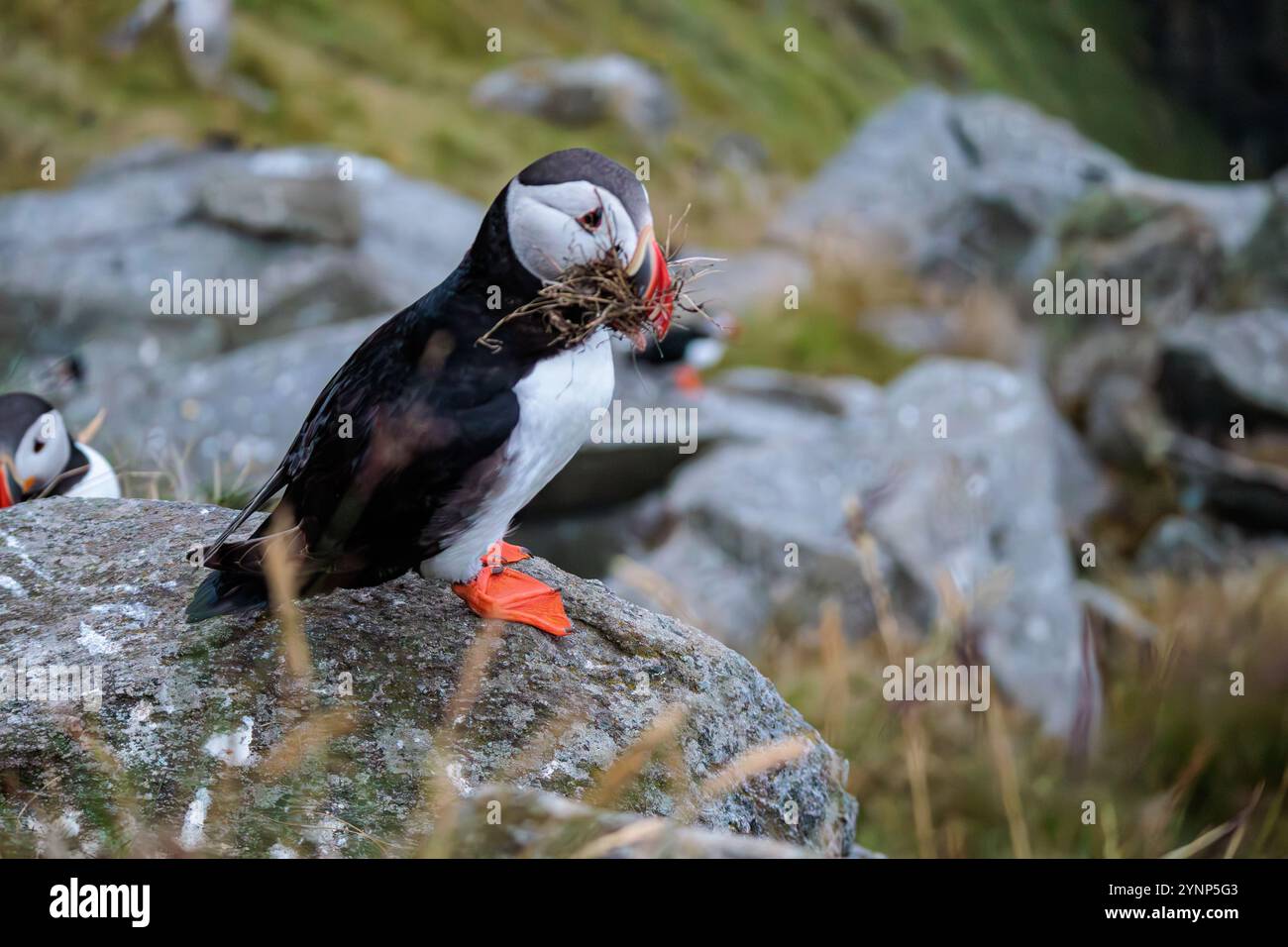 Atlantic puffins fishing on hi-res stock photography and images - Alamy