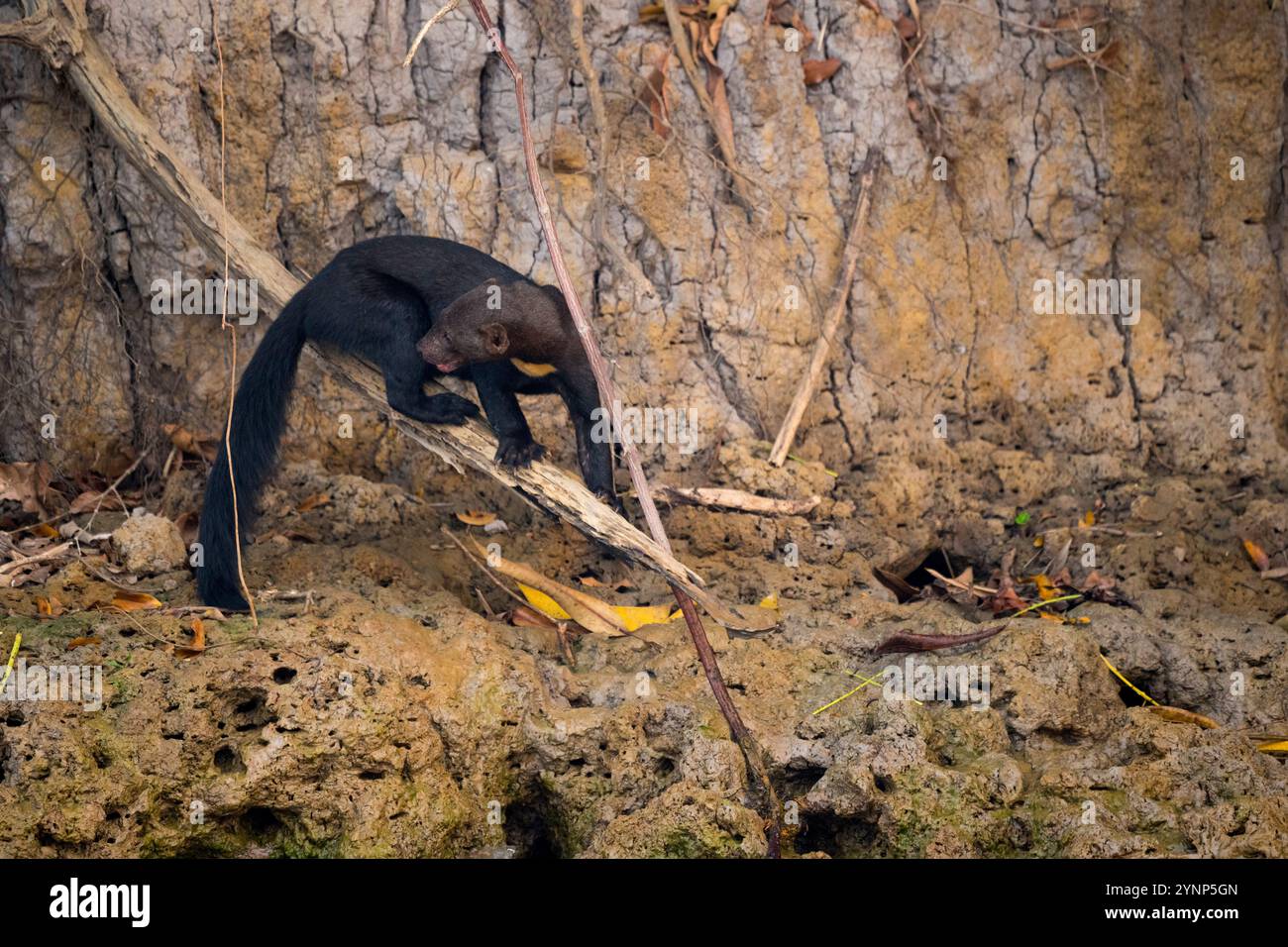 A tayra (Eira barbara), which is an omnivorous animal from the mustelid ...