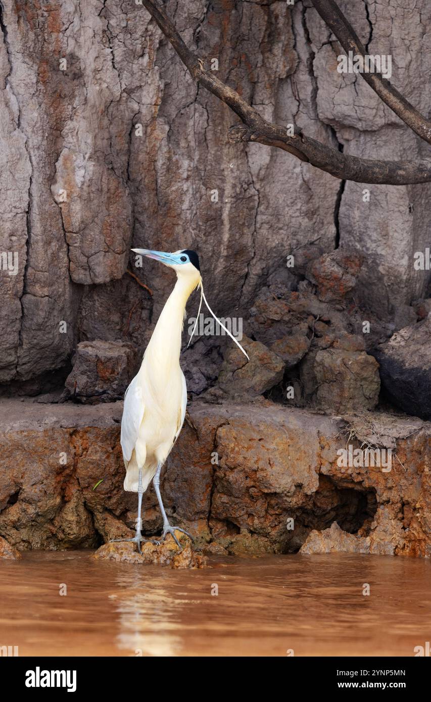 Capped Heron, Pilherodius Pileatus; one adult on the river bank ...