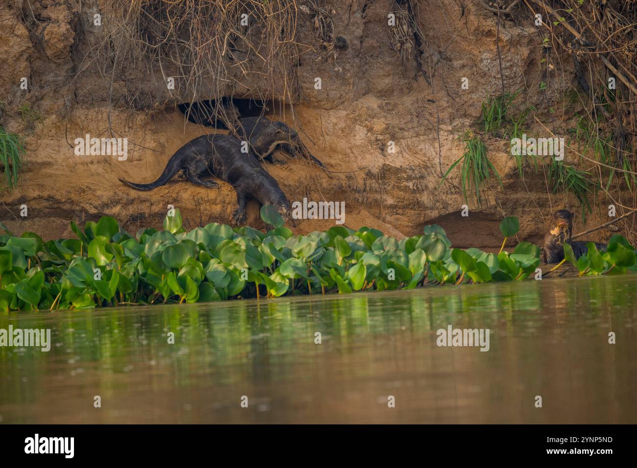 Giant river otters (Pteronura brasiliensis) at their den, a hole dug ...