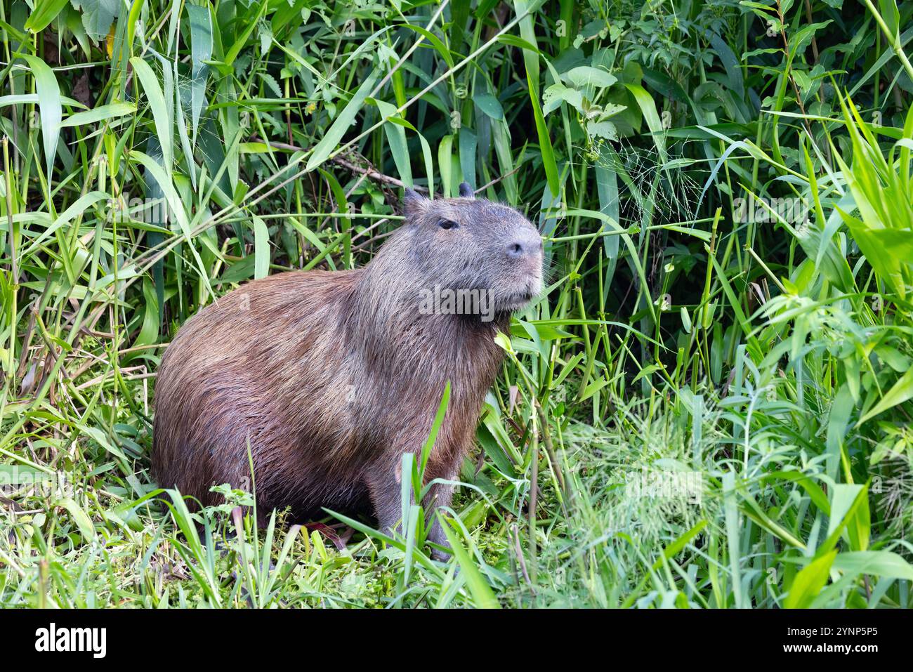 Capybara, Hydrochoerus hydrochaeris, adult male, side view; Pantanal ...