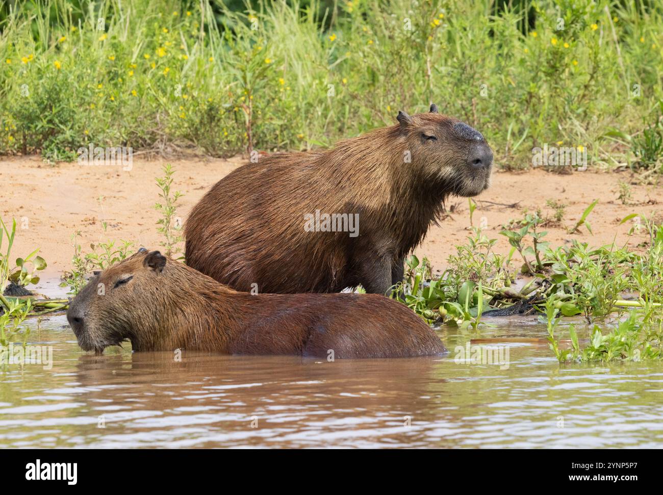 Capybara pair, Hydrochoerus hydrochaeris; male standing, female in the ...