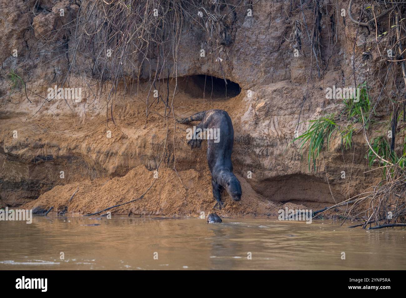 Giant river otters (Pteronura brasiliensis) at their den, a hole dug ...