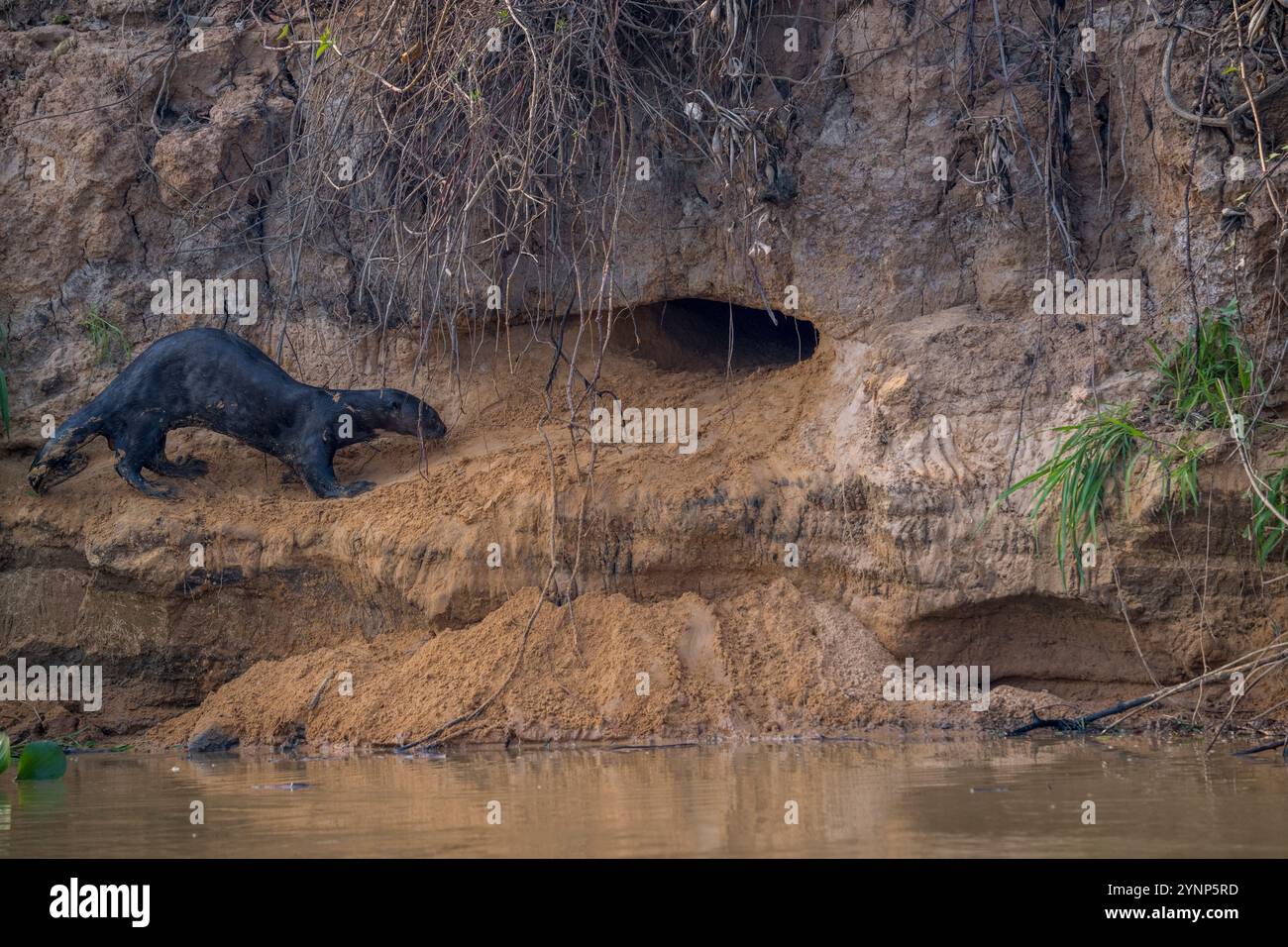 Giant river otters (Pteronura brasiliensis) at their den, a hole dug ...