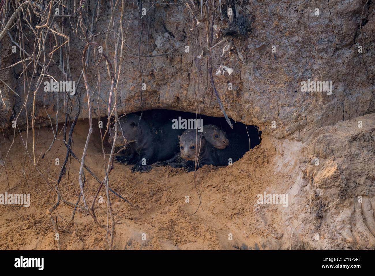 Otter den hi-res stock photography and images - Alamy
