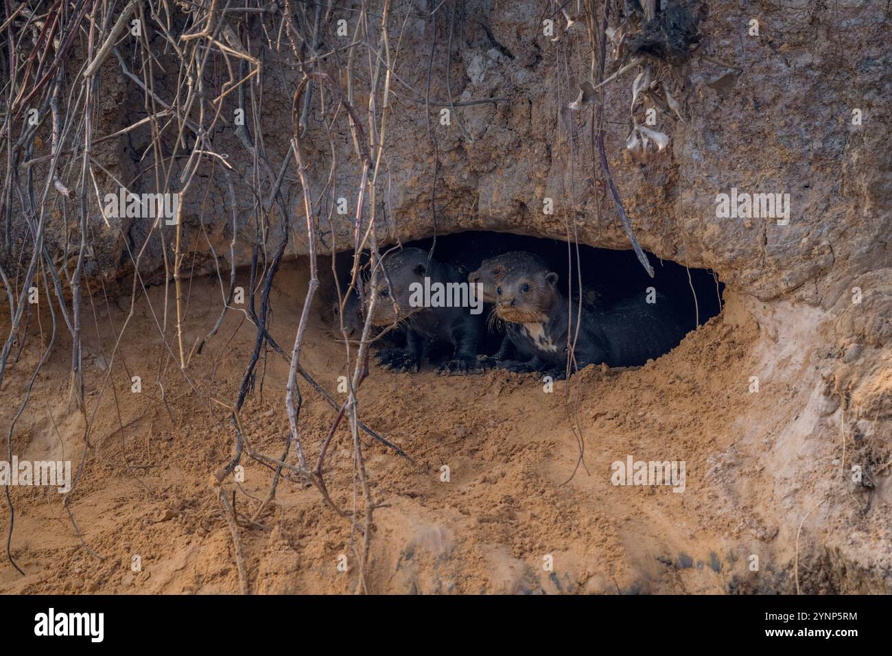 Otter den hi-res stock photography and images - Alamy