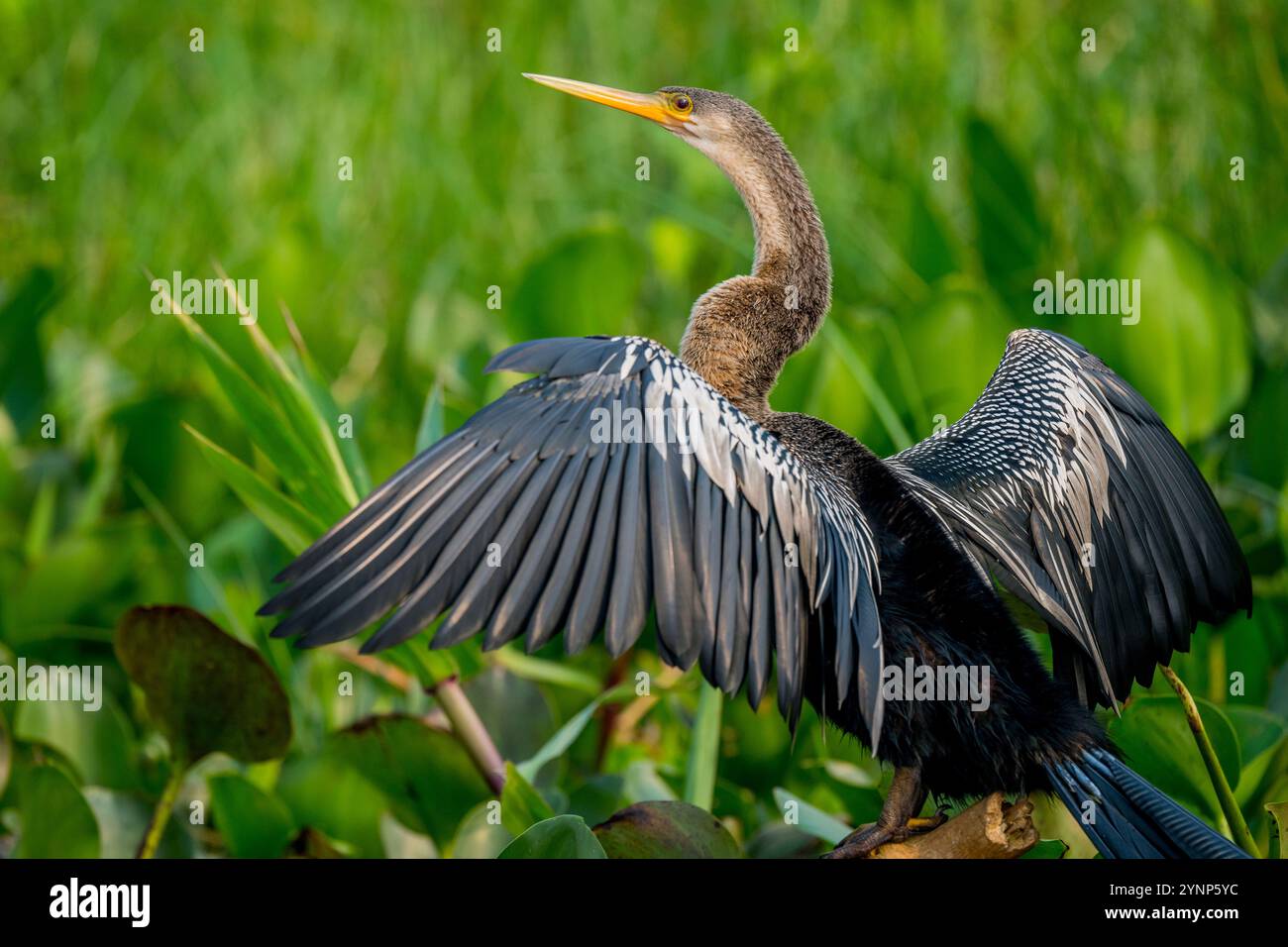 An Anhinga (Anhinga anhinga) is drying its wings along a tributary of the Cuiaba River near ...