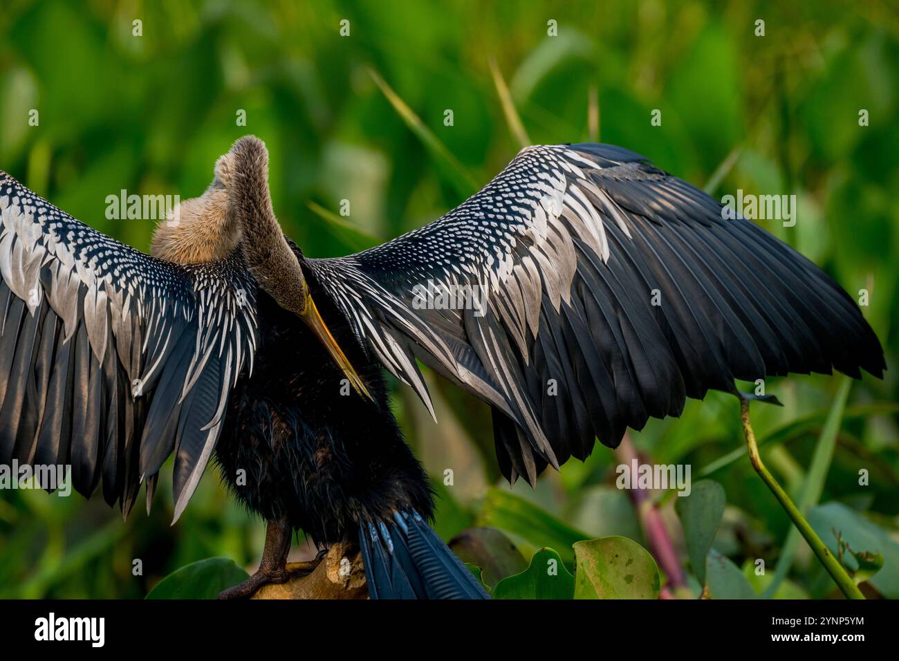 An Anhinga (Anhinga anhinga) is drying its wings and preening its back ...