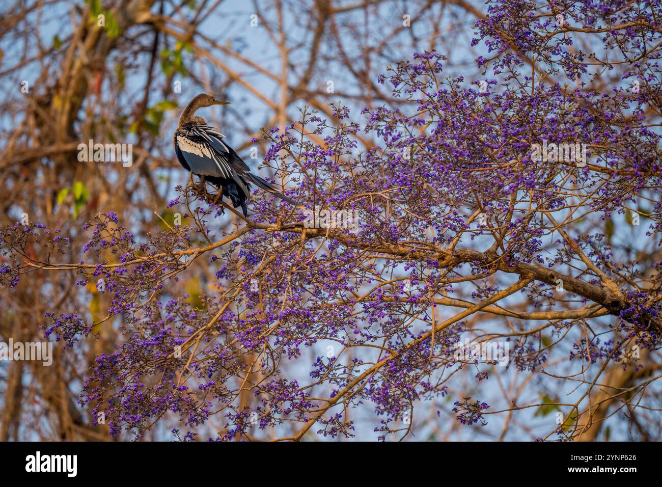 Taruma tree hi-res stock photography and images - Alamy