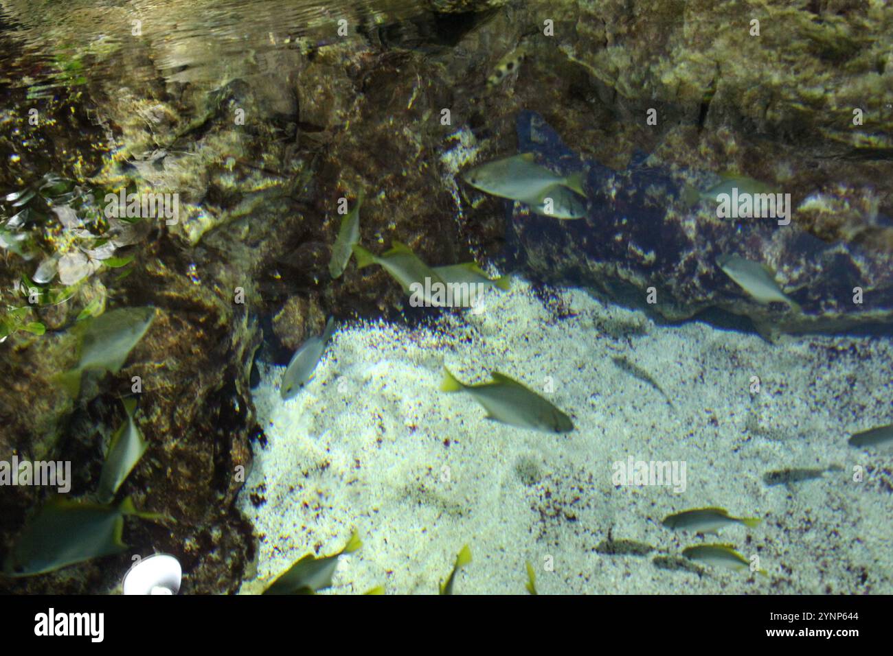 Monodactylidae Monodactylus argenteus swims in a flock in an aquarium ...