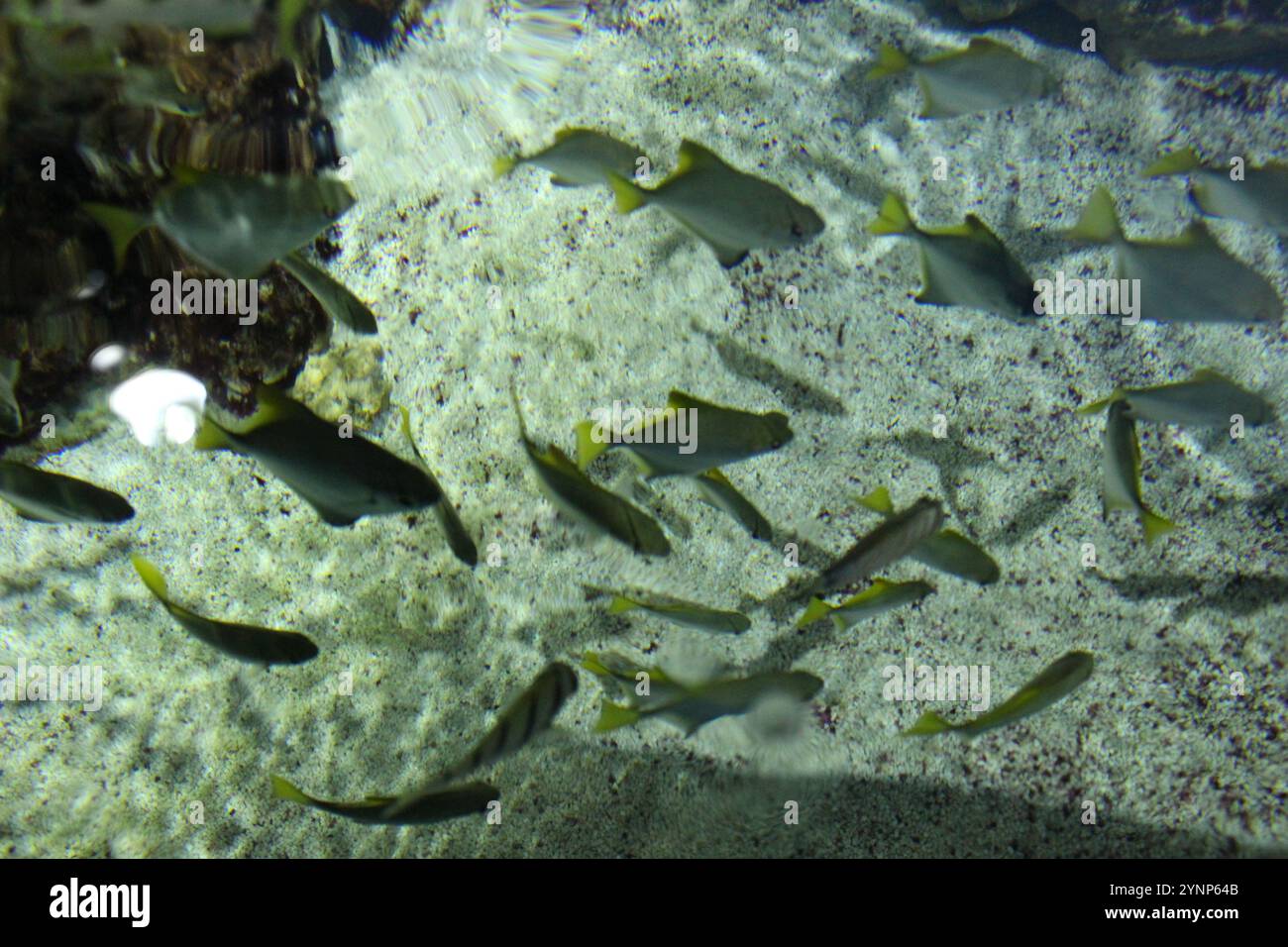 Monodactylidae Monodactylus argenteus: a school of small silver fish in ...