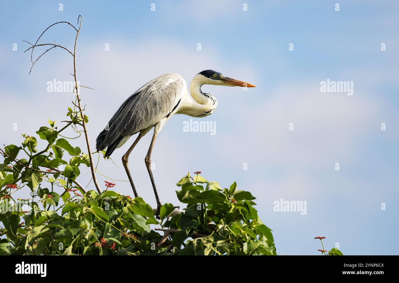 Cocoi heron, Ardea cocoi, on a branch, adult, side view, wildlife of ...