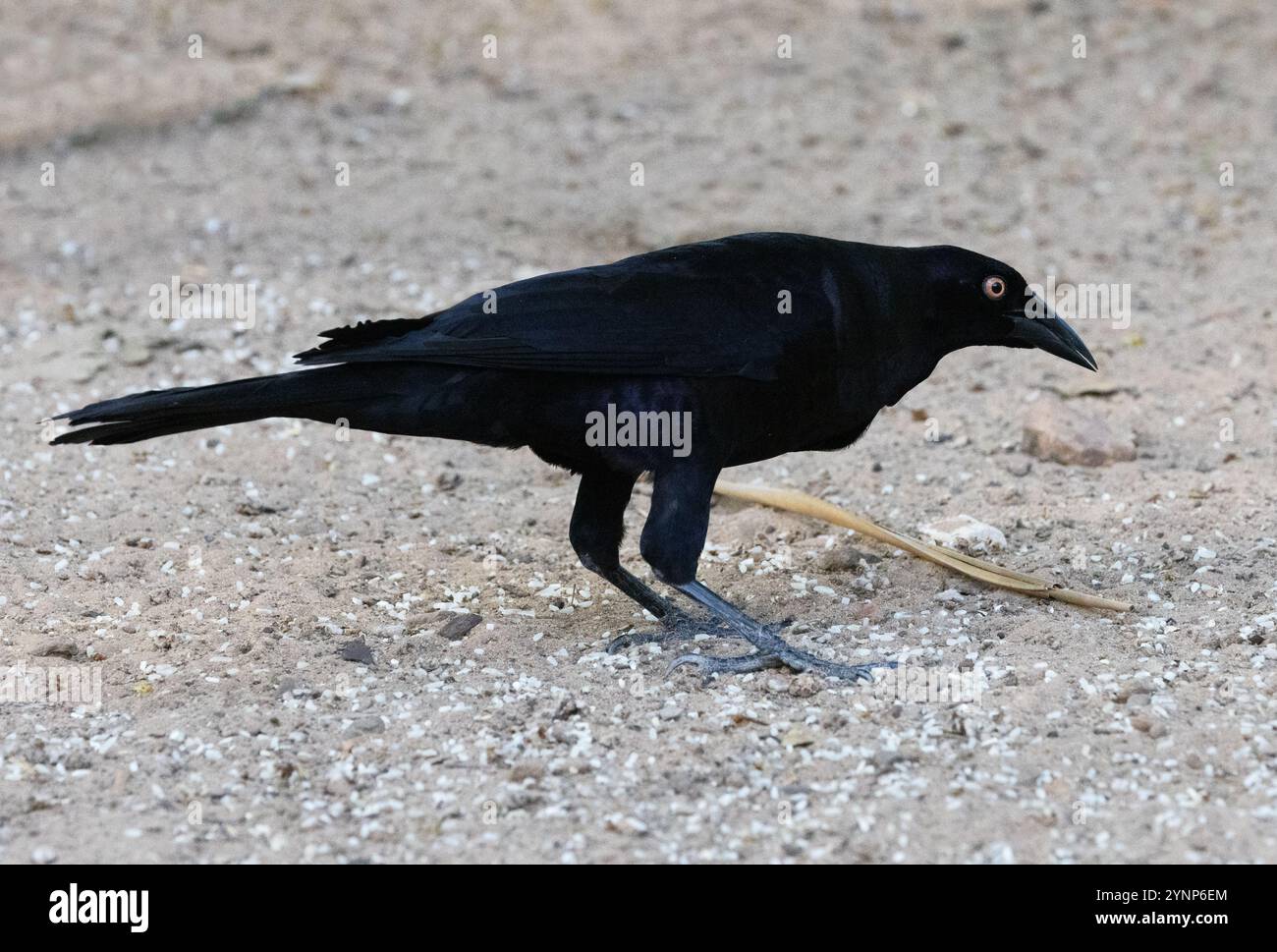 Giant cowbird, Molothrus oryzivorus, adult passerine, side view ...