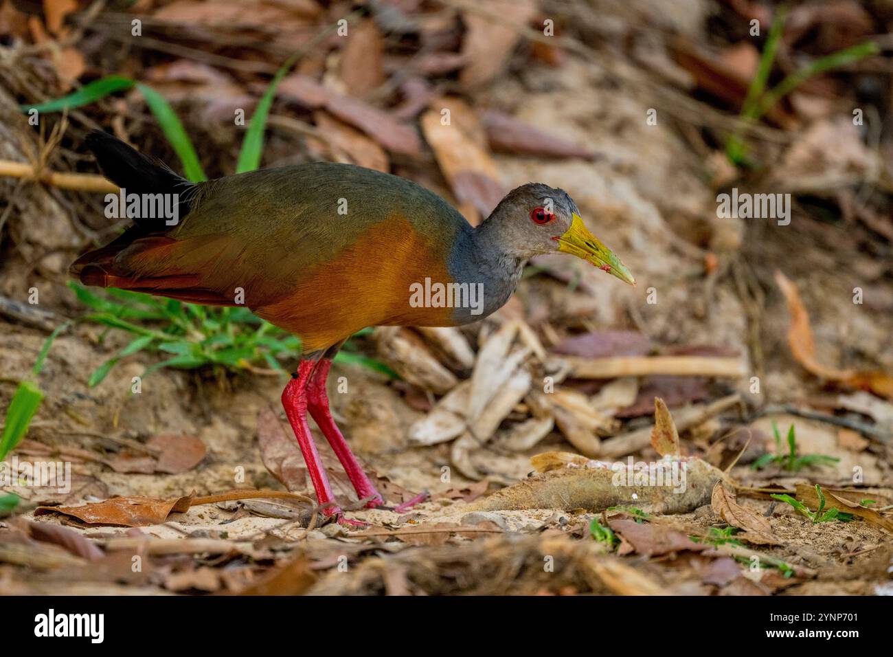 A Gray-cowled Wood-Rail (Aramides cajaneus) is feeding on a fish along ...
