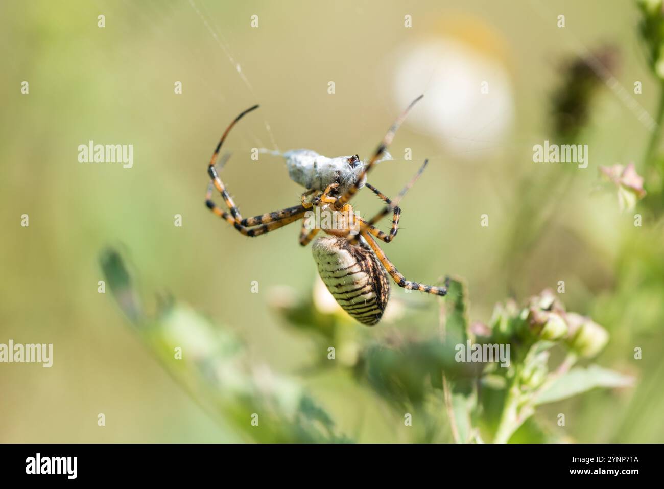 Banded Garden Spider (Argiope trifasciata) with prey on her web in ...