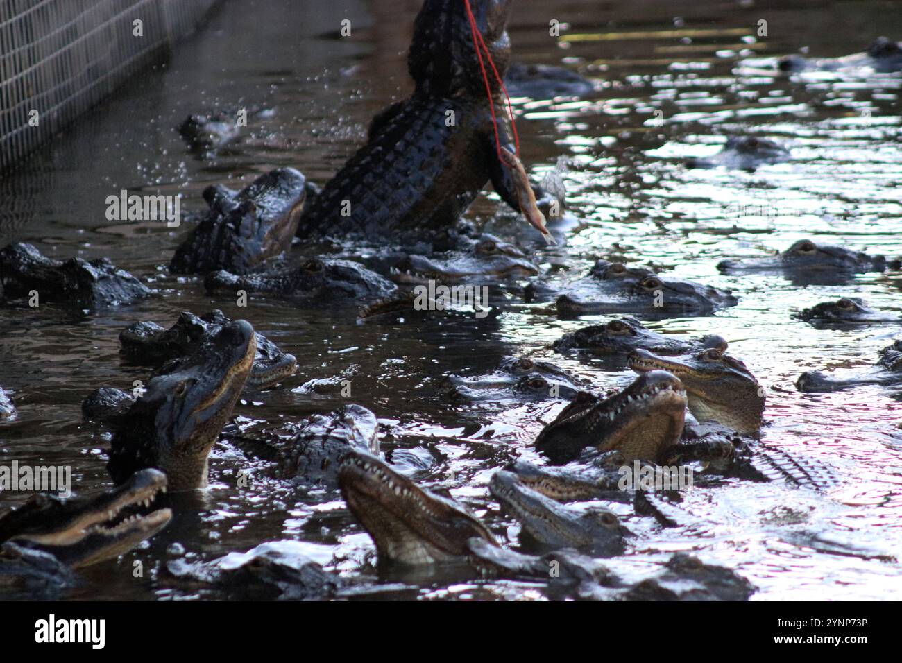 Alligators in Florida USA Stock Photo - Alamy
