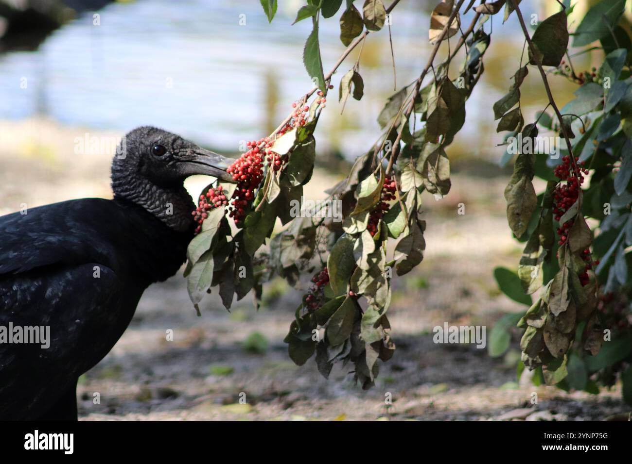Black Vulture in the Florida everglades Florida USA Stock Photo - Alamy