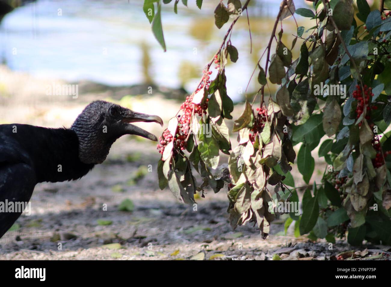 Black Vulture in the Florida everglades Florida USA Stock Photo - Alamy