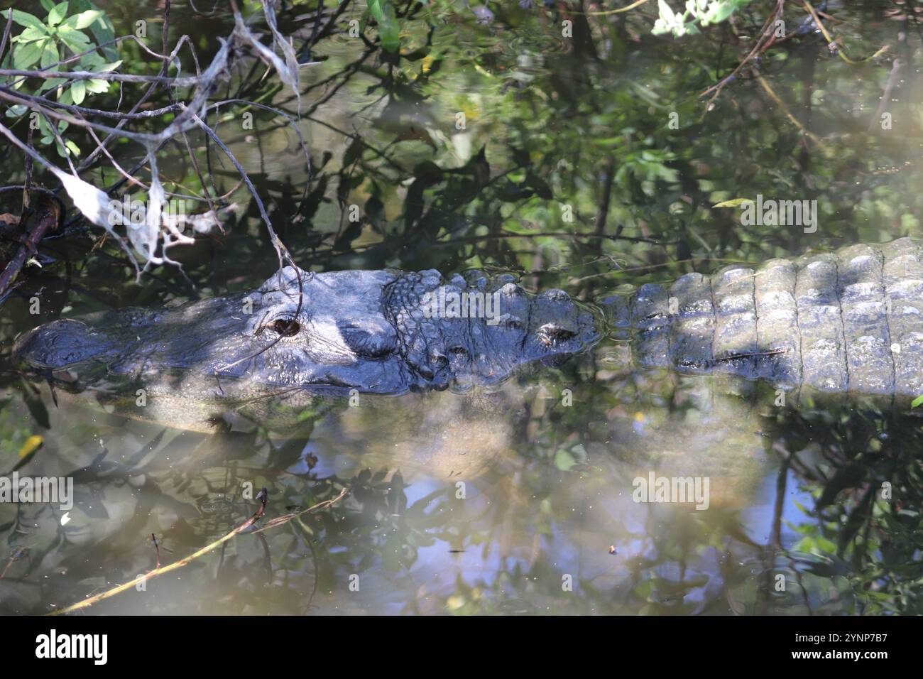 Alligators in Florida USA Stock Photo - Alamy