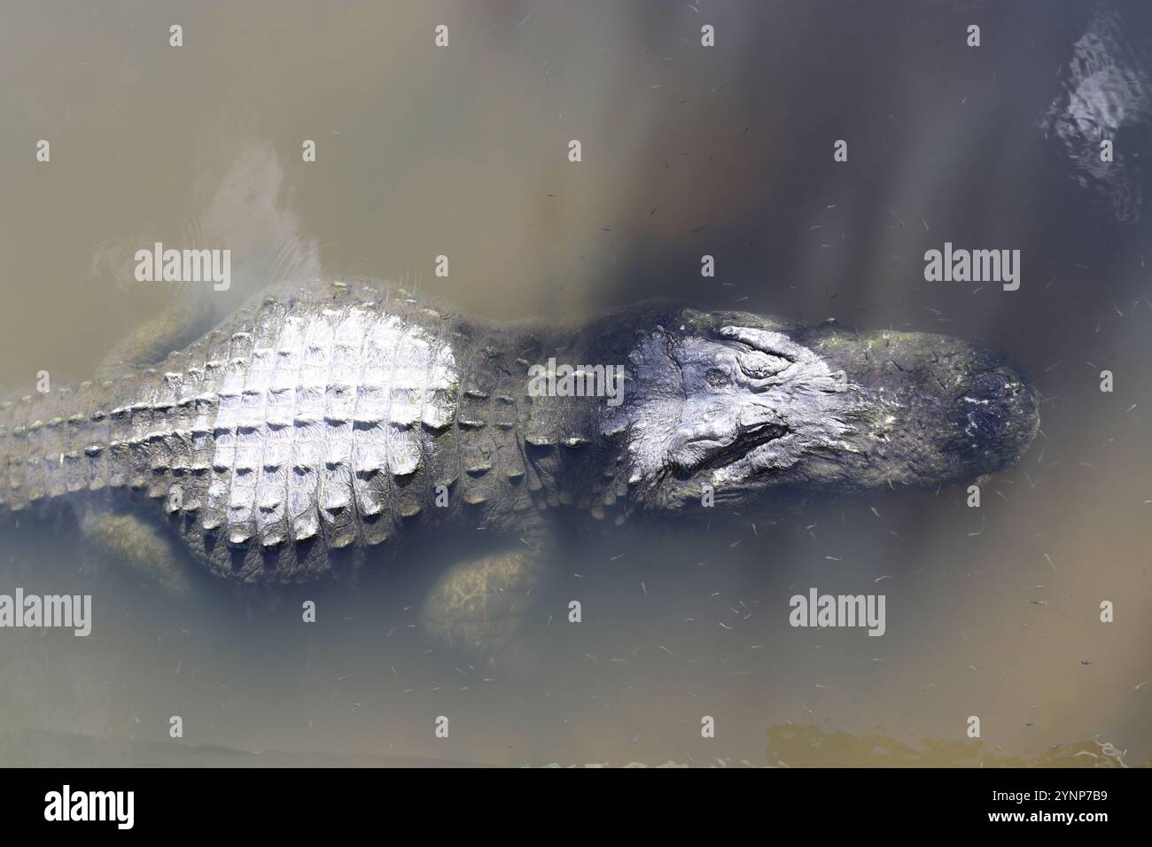 Alligators in Florida USA Stock Photo - Alamy