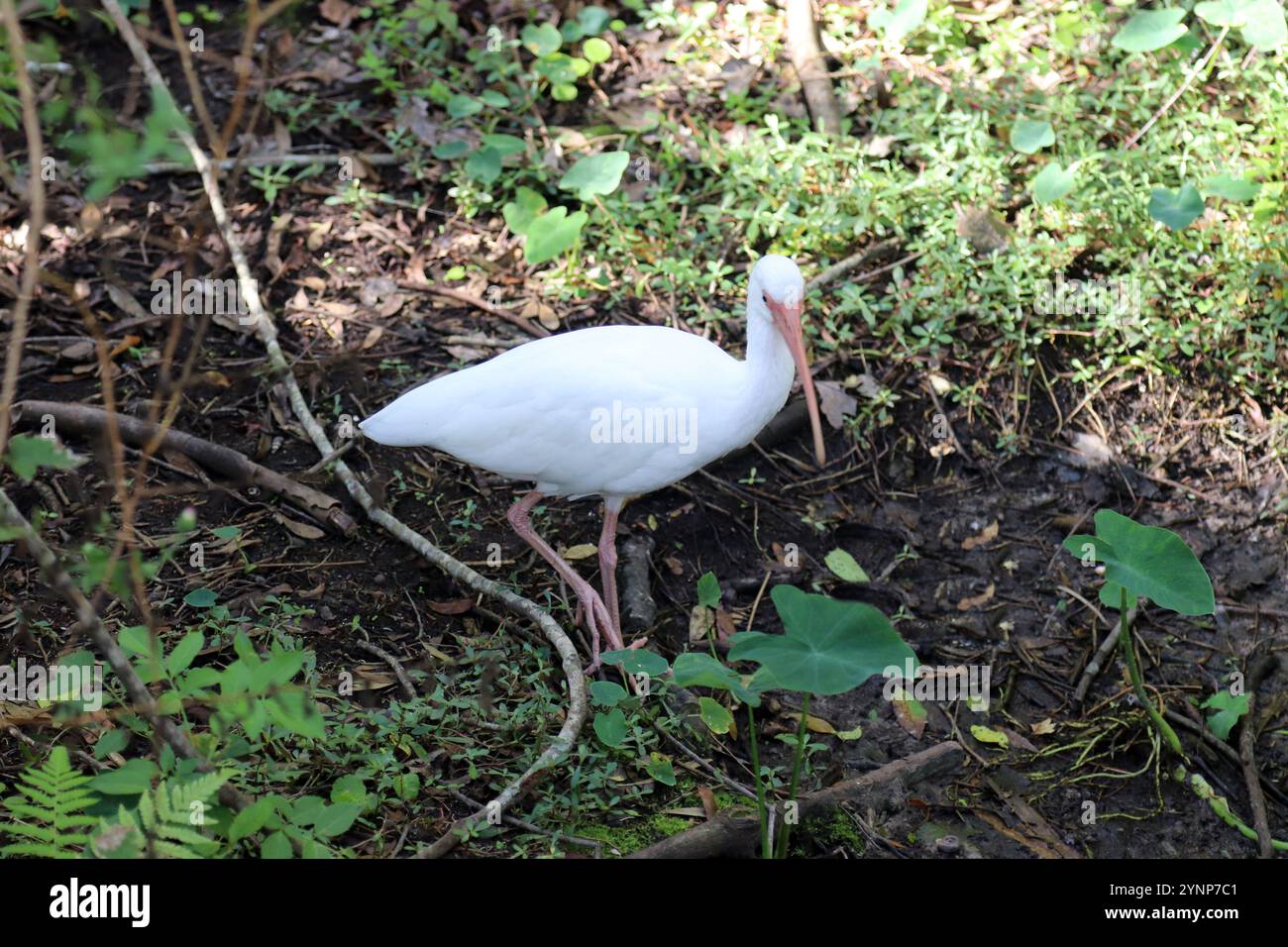 American White Ibis in Florida USA Stock Photo - Alamy