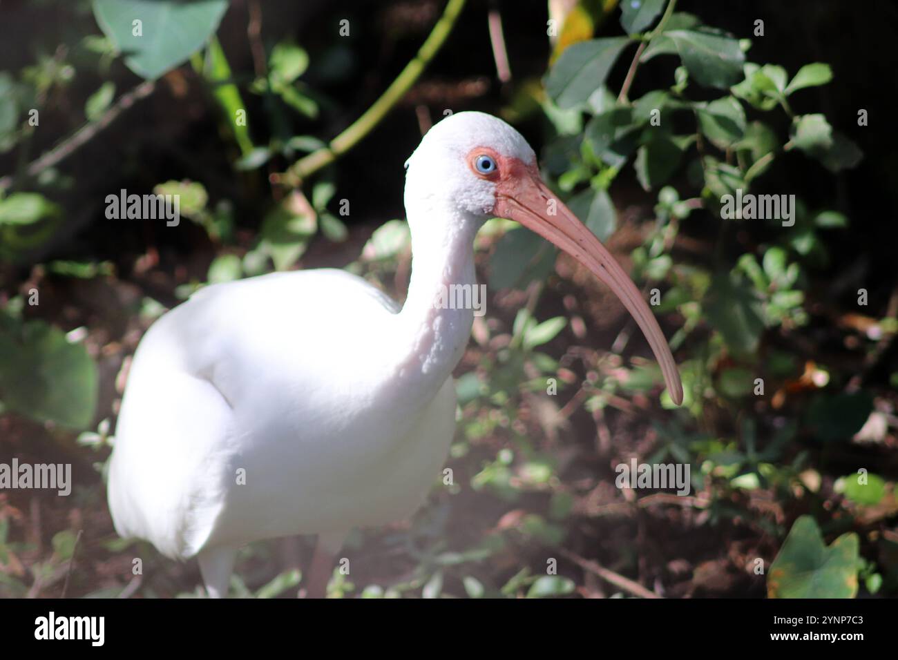 American White Ibis in Florida USA Stock Photo - Alamy