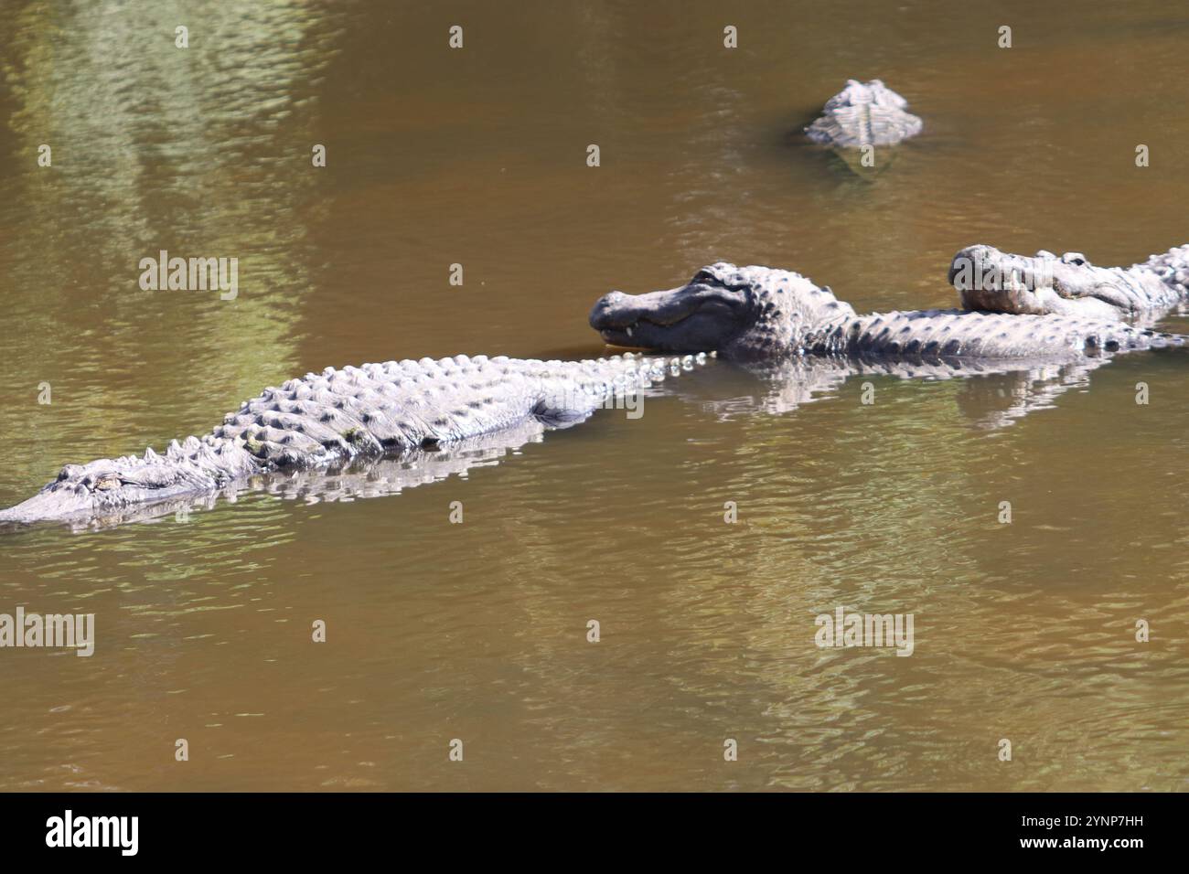 Alligators in Florida USA Stock Photo - Alamy