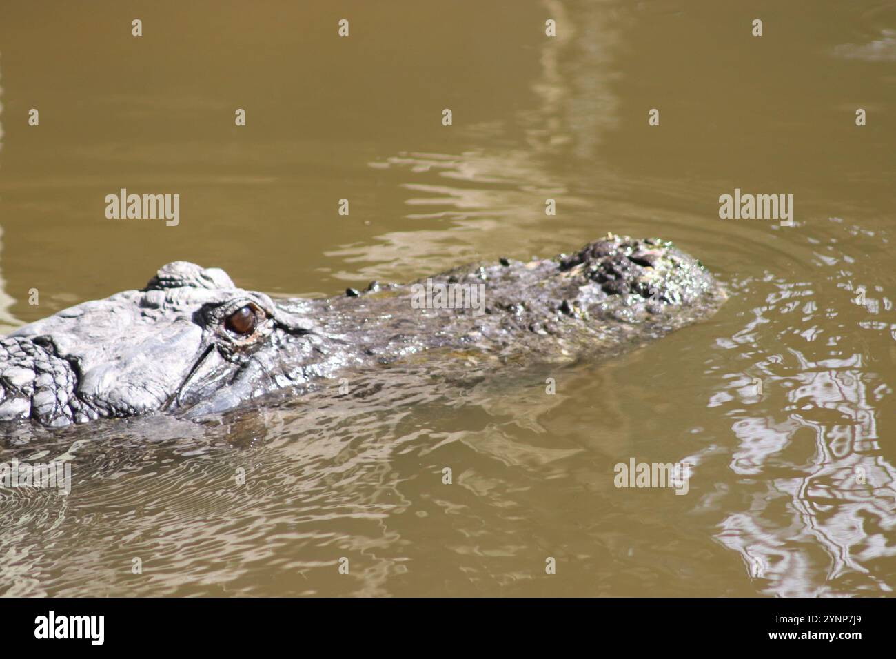 Alligators in Florida USA Stock Photo - Alamy