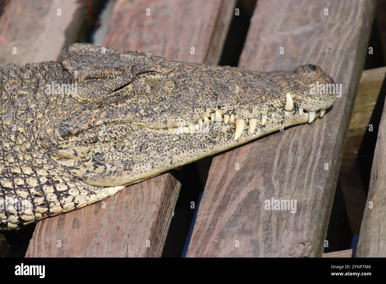 Salt Water crocodile Stock Photo - Alamy