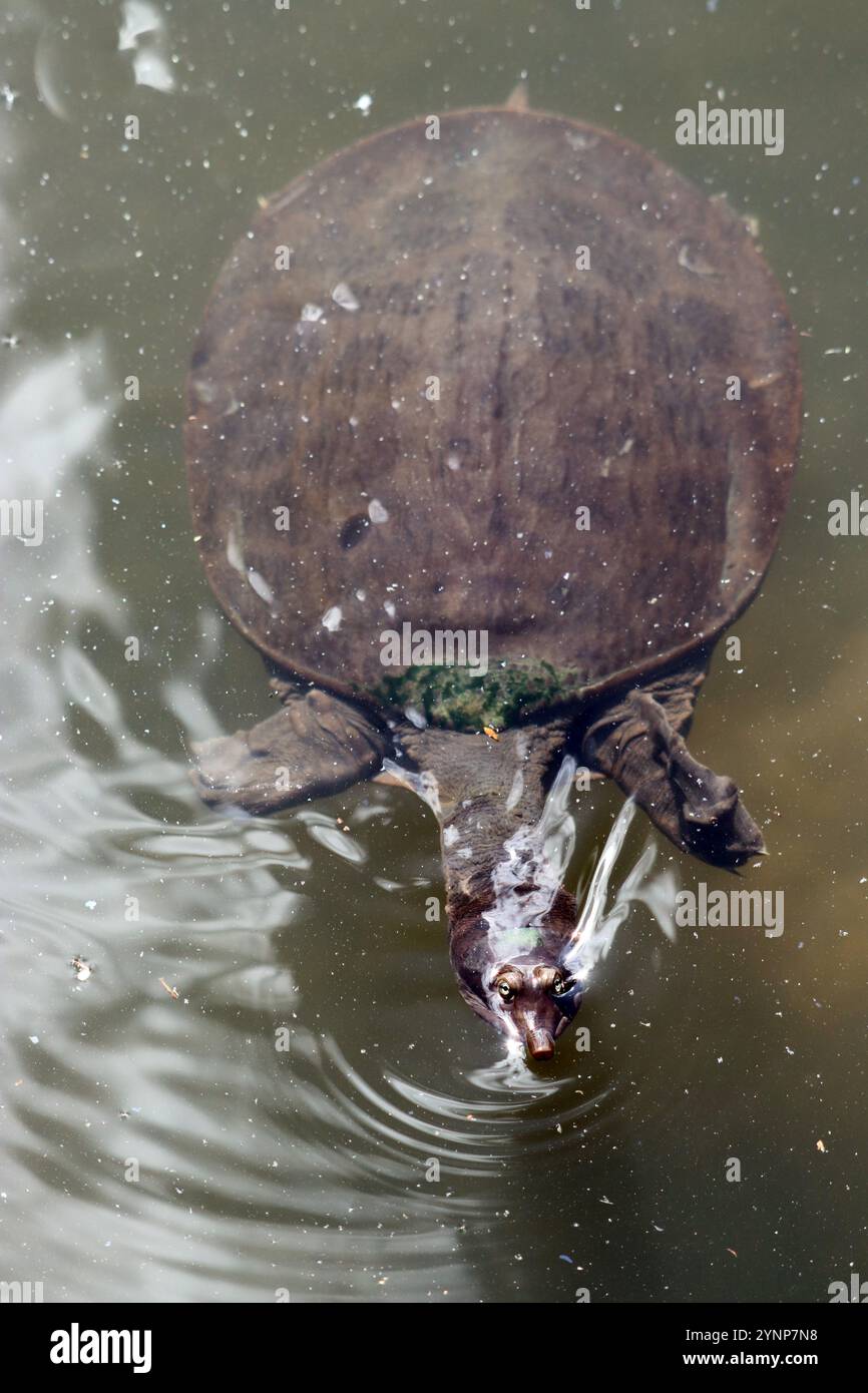 Chinese softshell turtle Stock Photo - Alamy