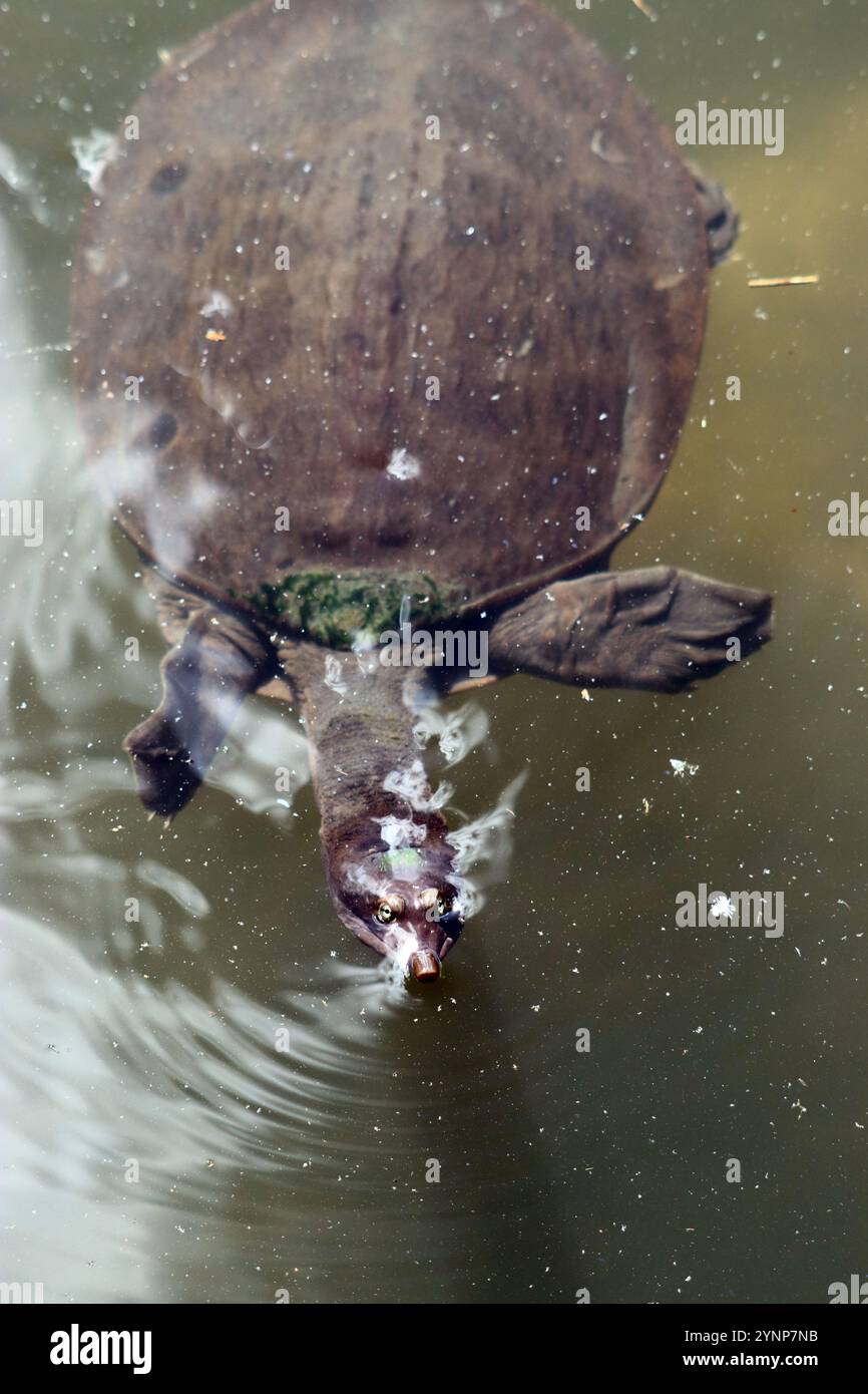 Chinese softshell turtle Stock Photo - Alamy