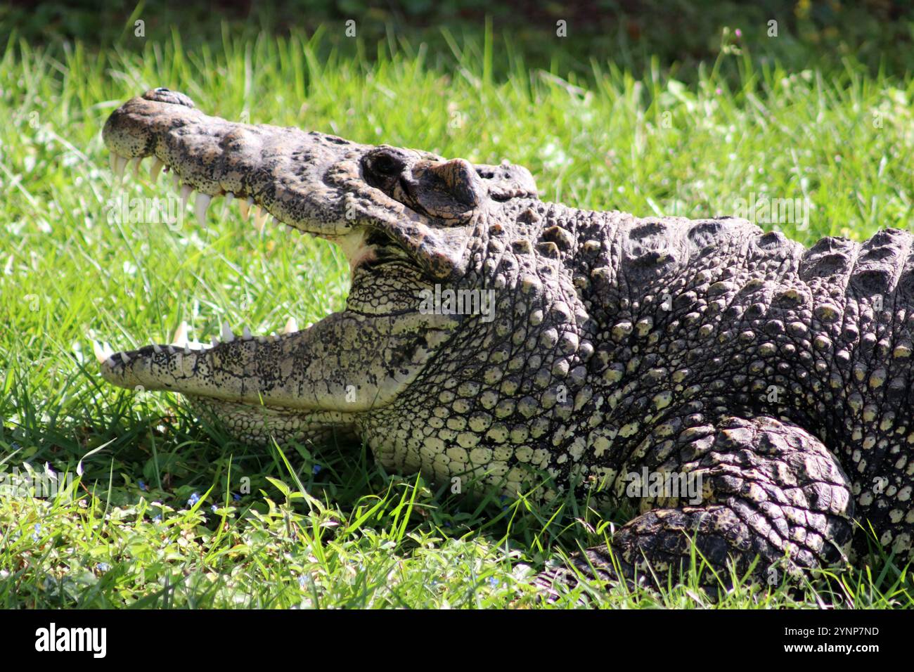 Salt Water crocodile Stock Photo - Alamy