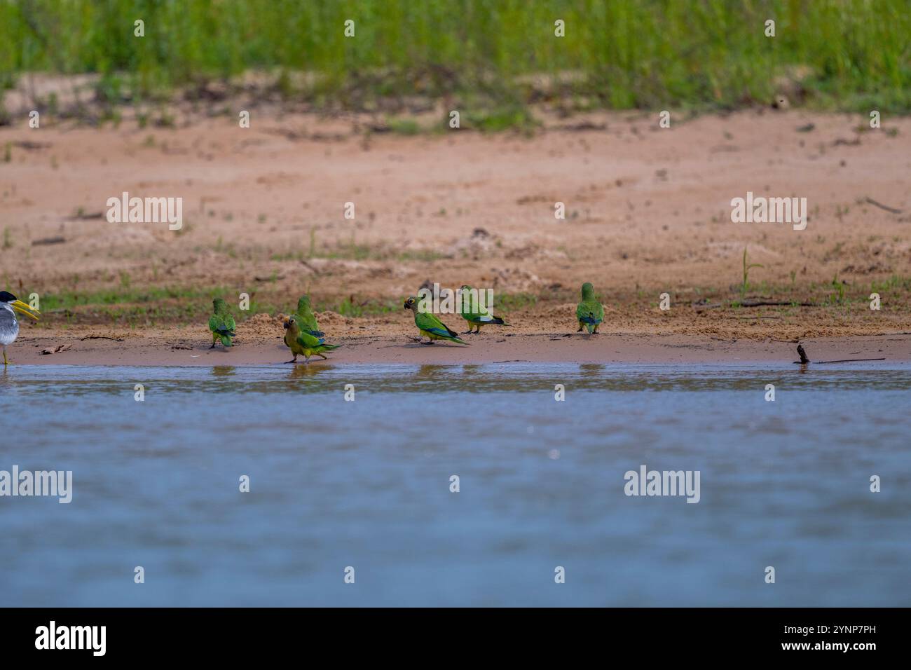 Peach-fronted Parakeets (Eupsittula aurea) on a beach at a tributary of ...
