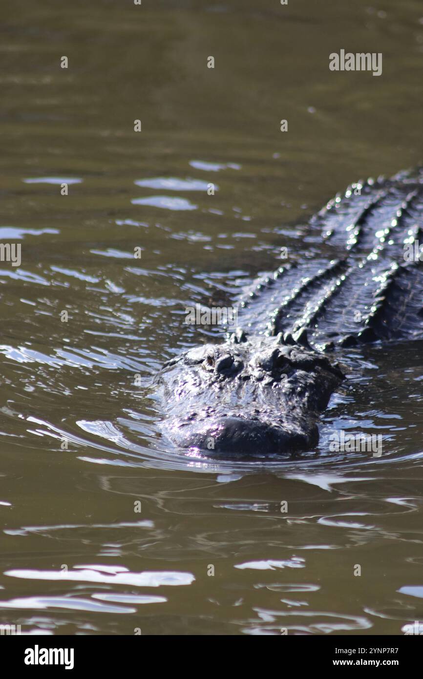Alligators in Florida USA Stock Photo - Alamy