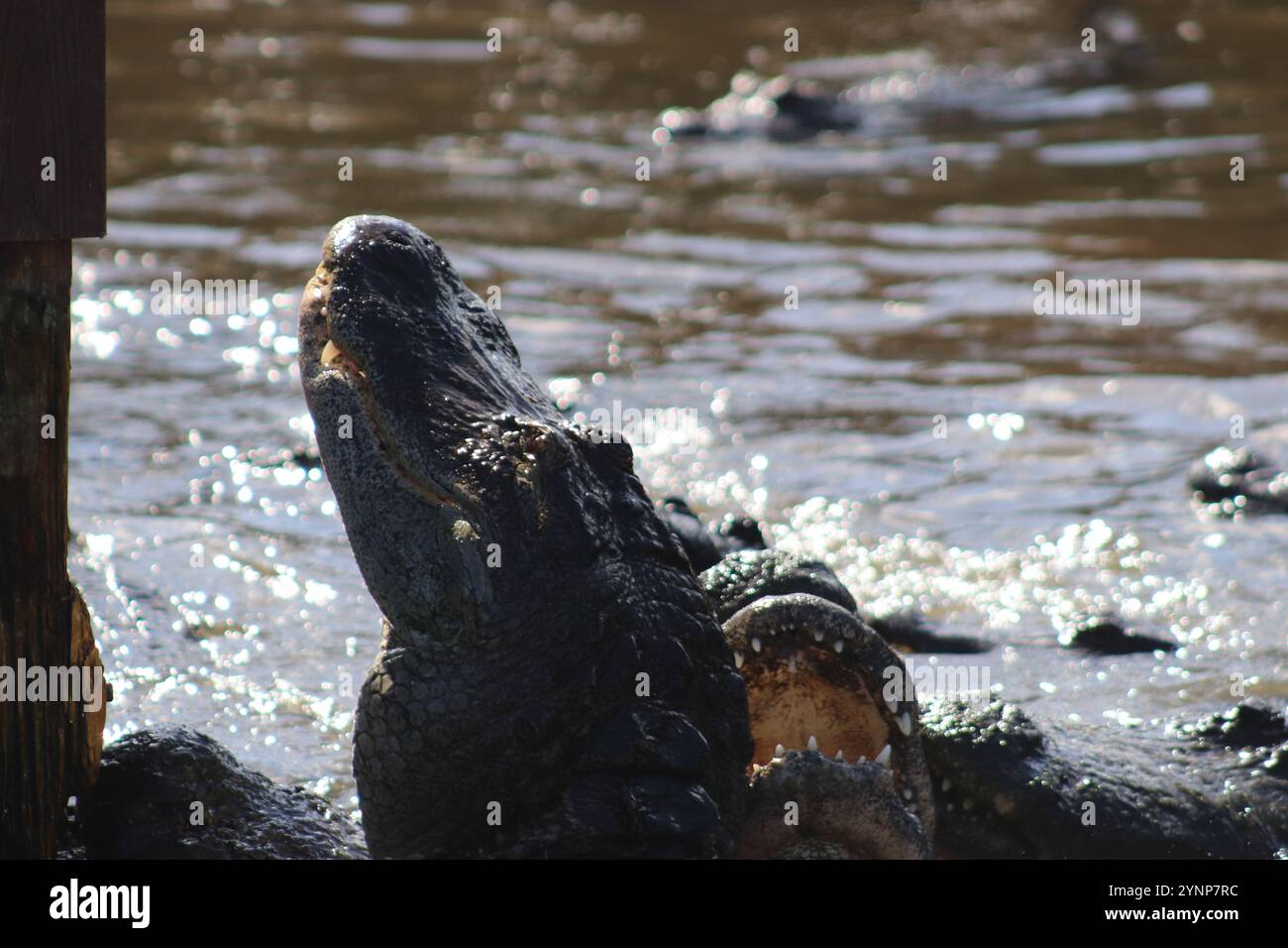 Alligators in Florida USA Stock Photo - Alamy